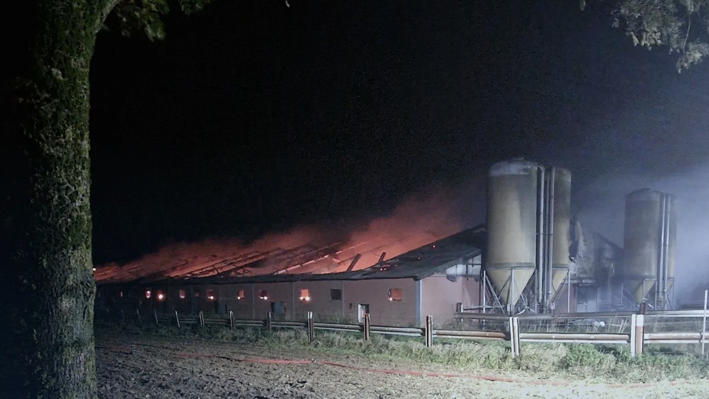 700 varkens komen om bij stalbrand in Dieteren - VML Nieuws